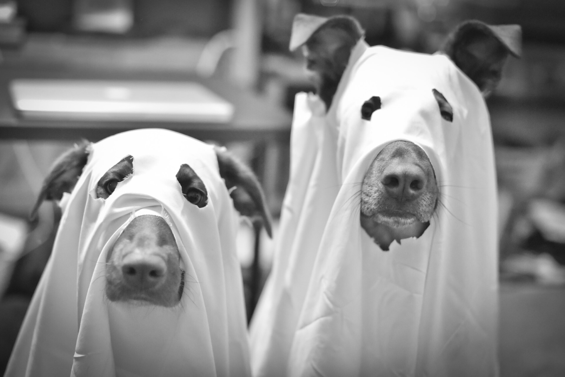 Michaels CARES Cute Pet Contest