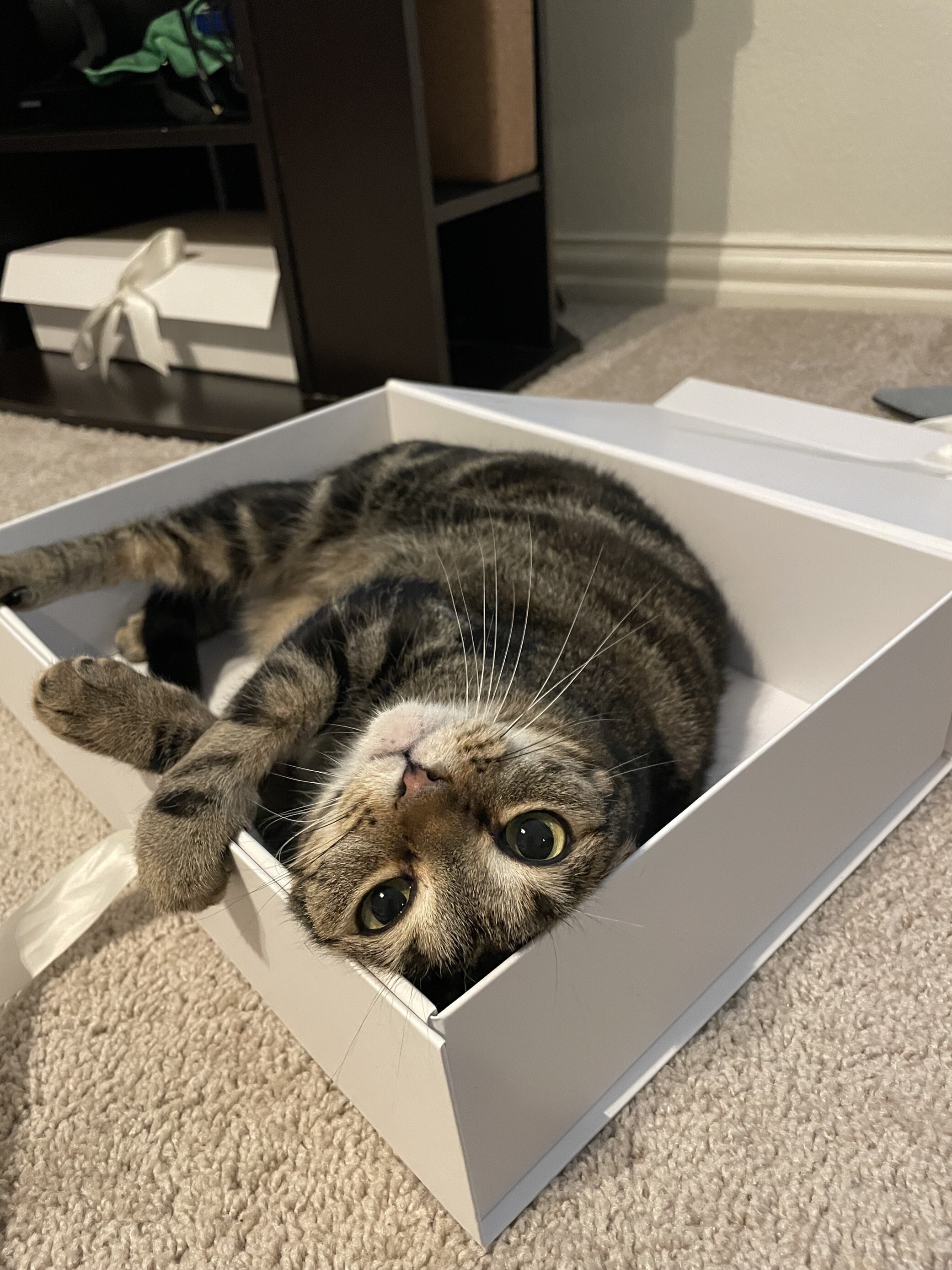 Michaels CARES Cute Pet Contest