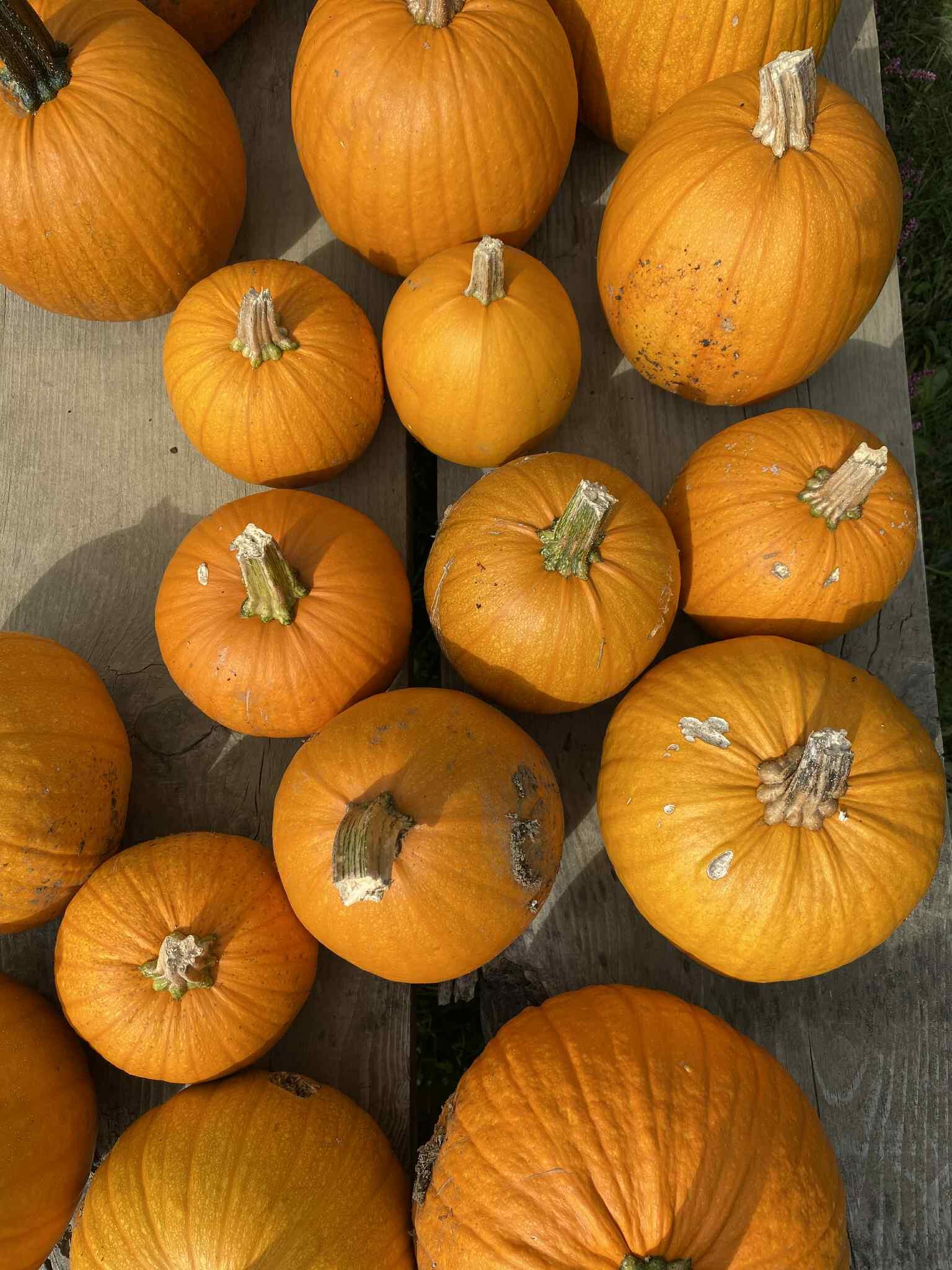 Support Rustic Roots Farm as we put down new roots! | Rustic Roots Farm