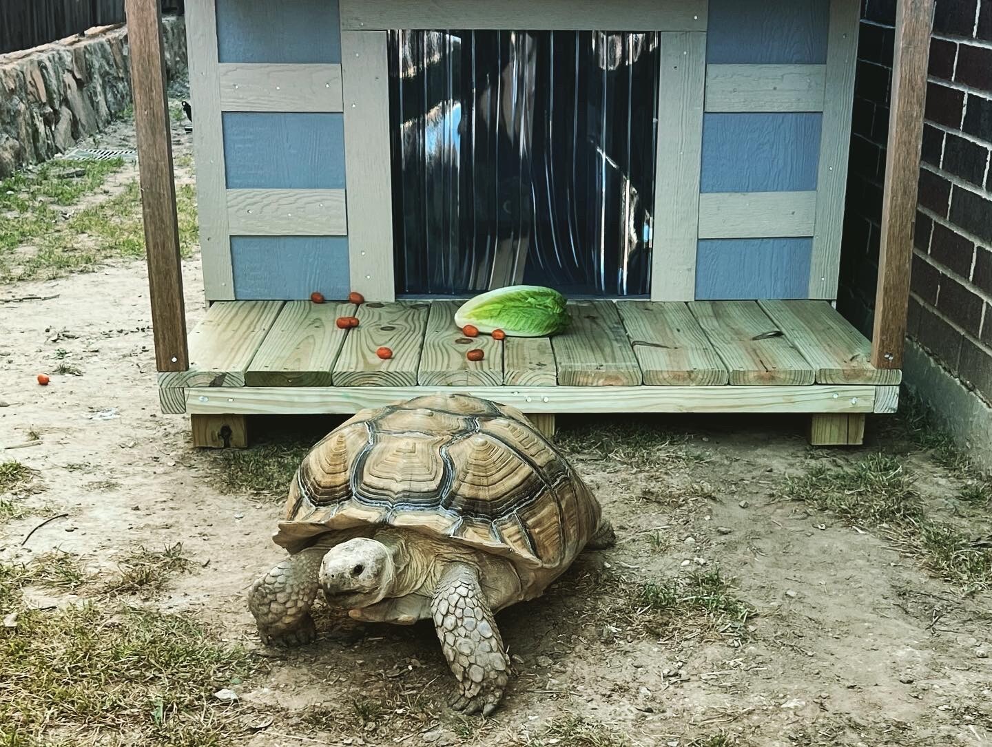 Michaels CARES Cute Pet Contest | Michaels CARES