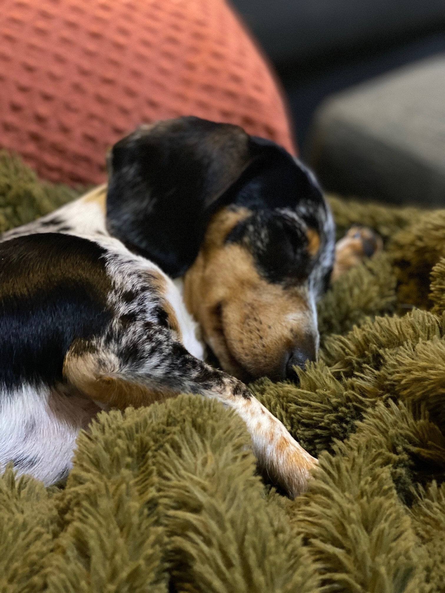 Michaels CARES Cute Pet Contest