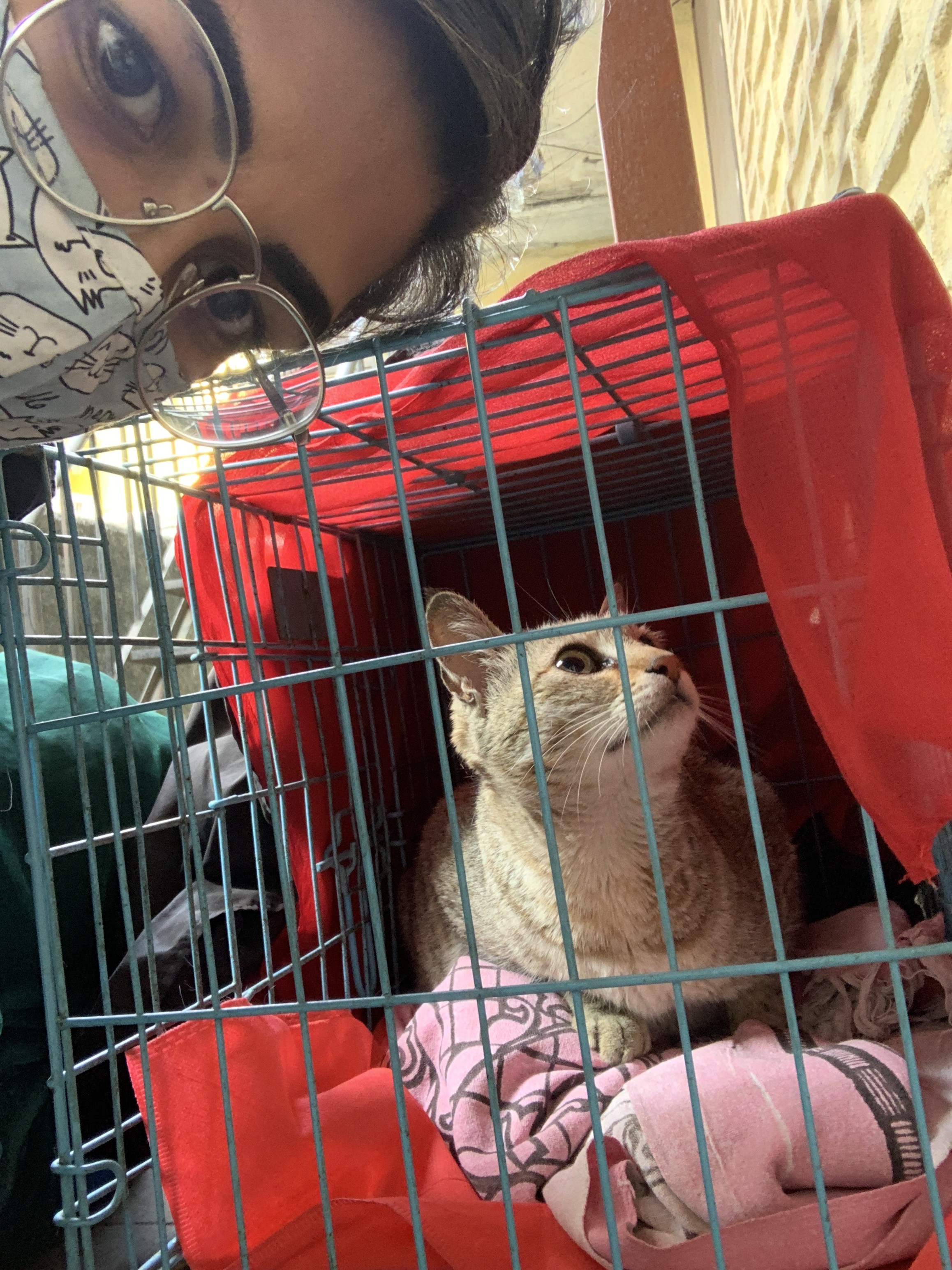 Help the Cats of Kathmandu, Nepal!